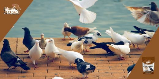 Comment utiliser un attractif pour pigeon ? – Hunt Attract Comment utiliser un attractif pour pigeon ? – Hunt Attract