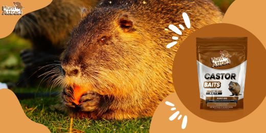 Comment utiliser un attractif pour ragondins efficacement ? – Hunt Attract Comment utiliser un attractif pour ragondins efficacement ? – Hunt Attract