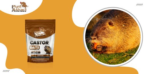 Comment savoir si un attractif pour ragondins fonctionne ? – Hunt Attract Comment savoir si un attractif pour ragondins fonctionne ? – Hunt Attract
